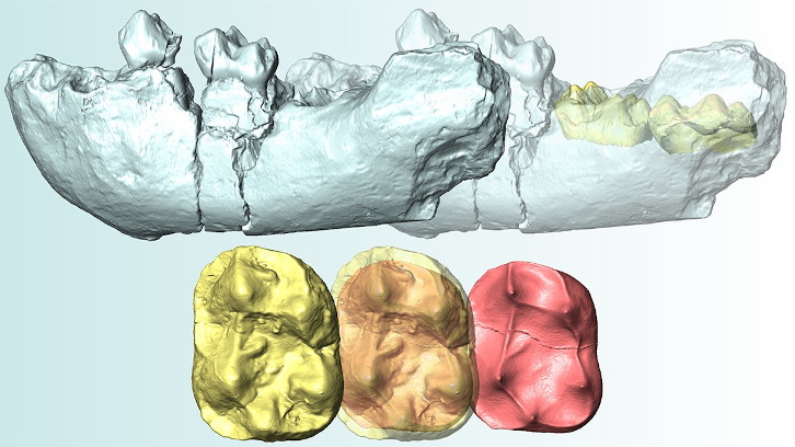 Teeth don't lie: pliopithecoid ancestry of the extinct primate ...