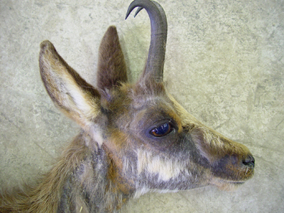 Border Disease virus infection settles down in Catalan Pyrenees UAB ...