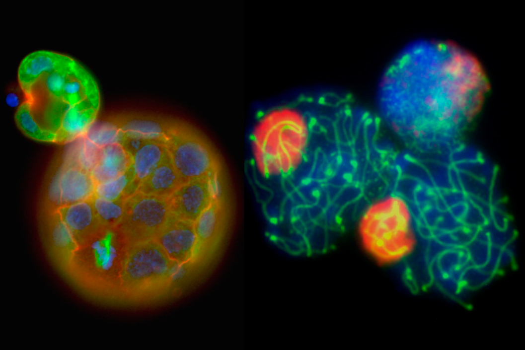 Cellular Biology - PhDs - UAB Barcelona